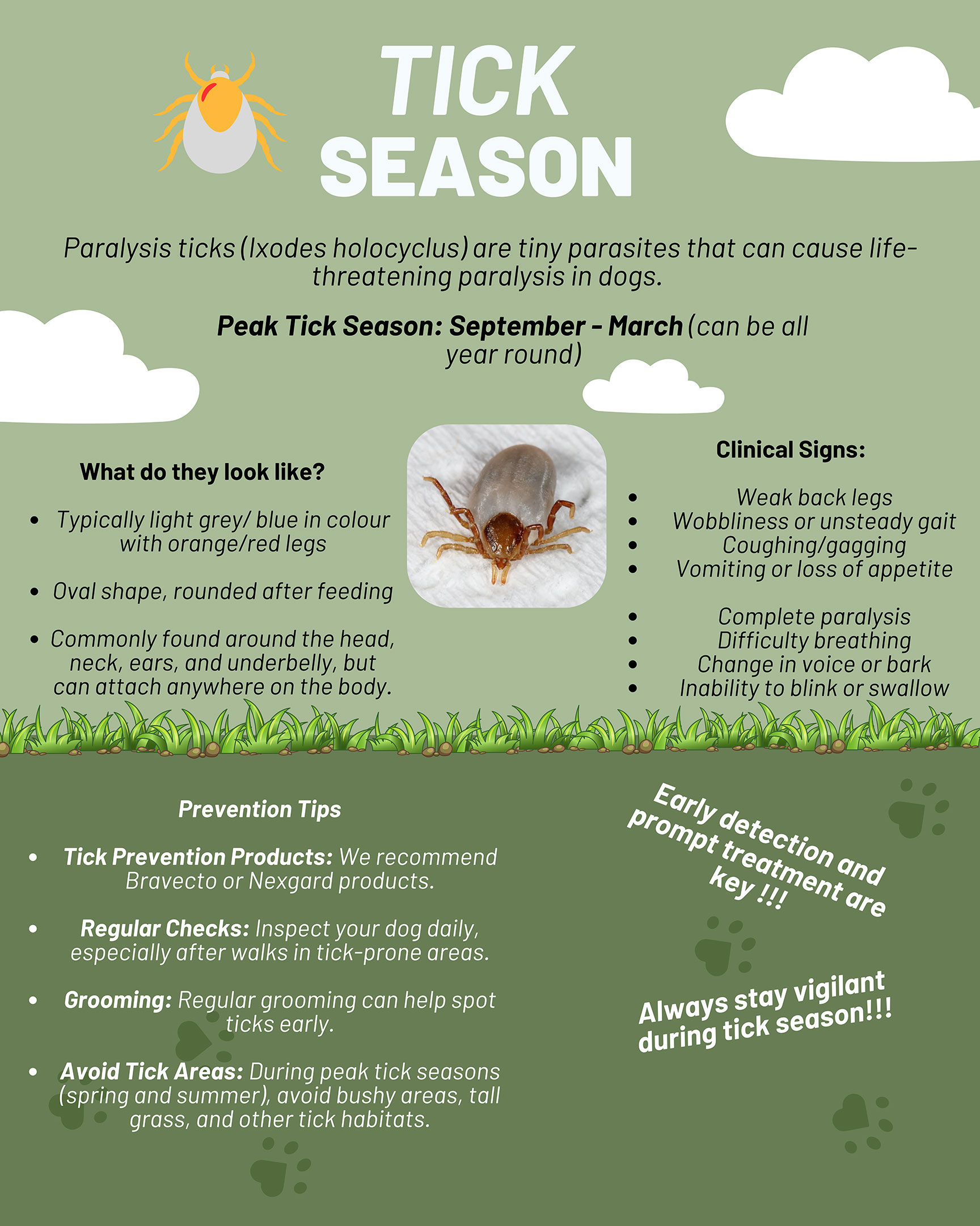 Tick Season - Vetcall Burleigh
